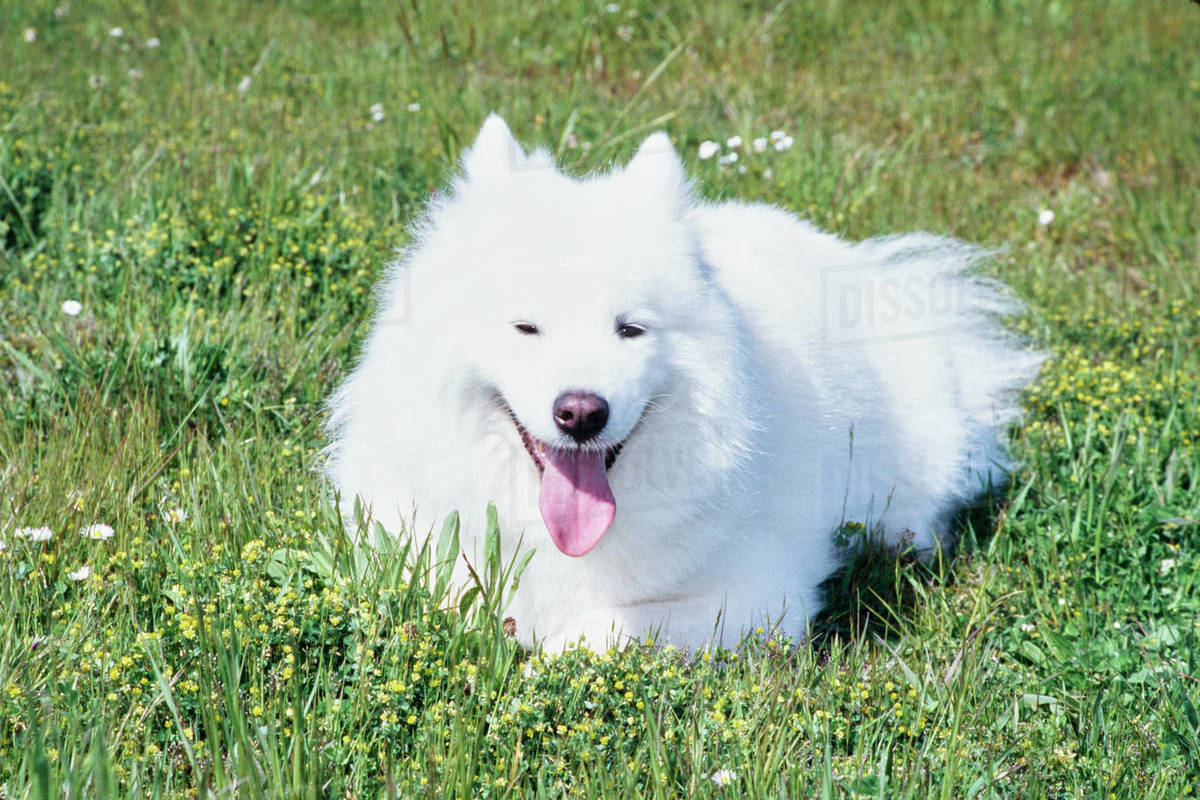 Samoyed laying in field - Royalty-free Stock Photo | Dissolve