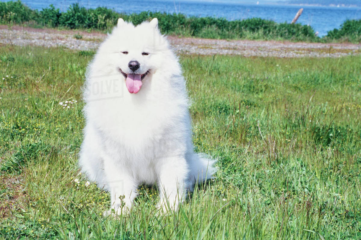 Samoyed sitting in grass with water in distance - Stock Photo - Dissolve
