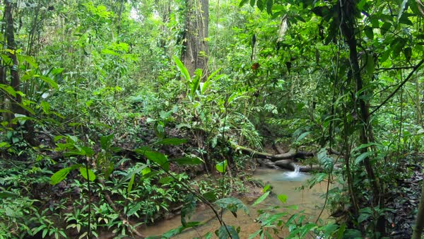 Impenetrable Rainforest Jungle Rain Forest Darien National Park In ...