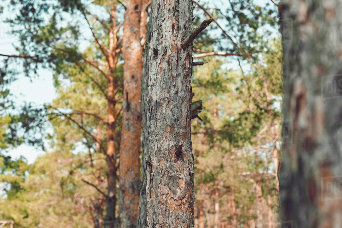 Close up view of pine trees in forest on summer day - Stock Photo ...