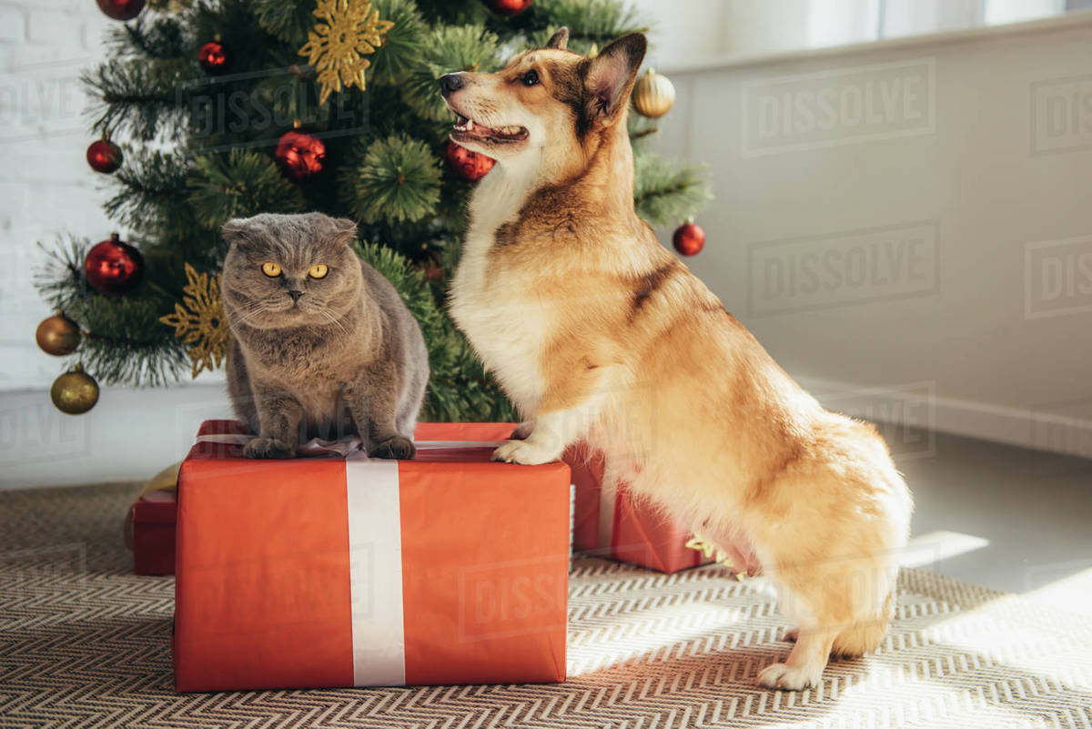 Cute welsh corgi dog and scottish fold cat on gift box near christmas ...