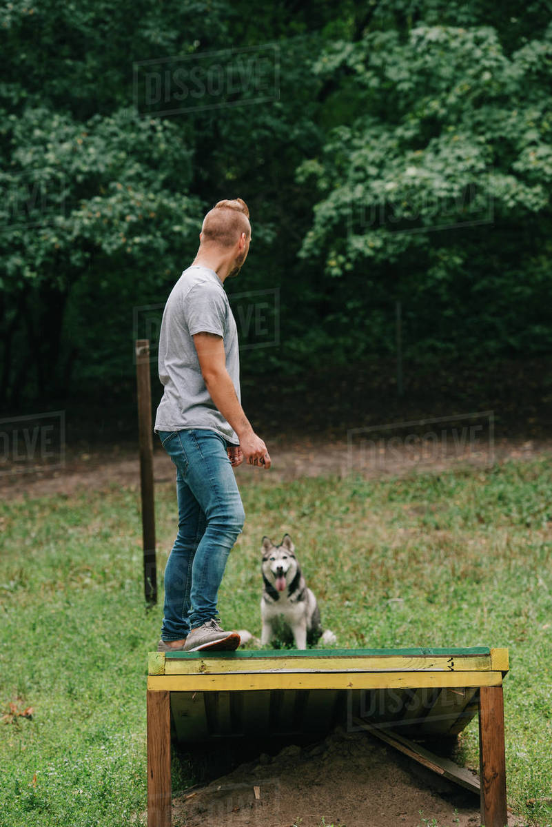Cynologist with siberian husky on dog walk obstacle in obedience class ...
