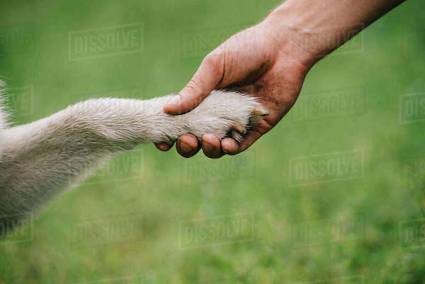 Cropped view of man holding paw of dog, friendship concept - Royalty ...