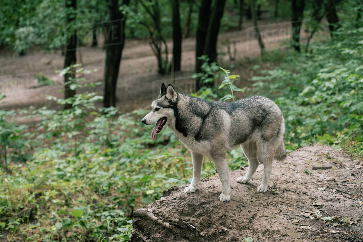 Siberian husky dog walking in park - Royalty-free Stock Photo | Dissolve
