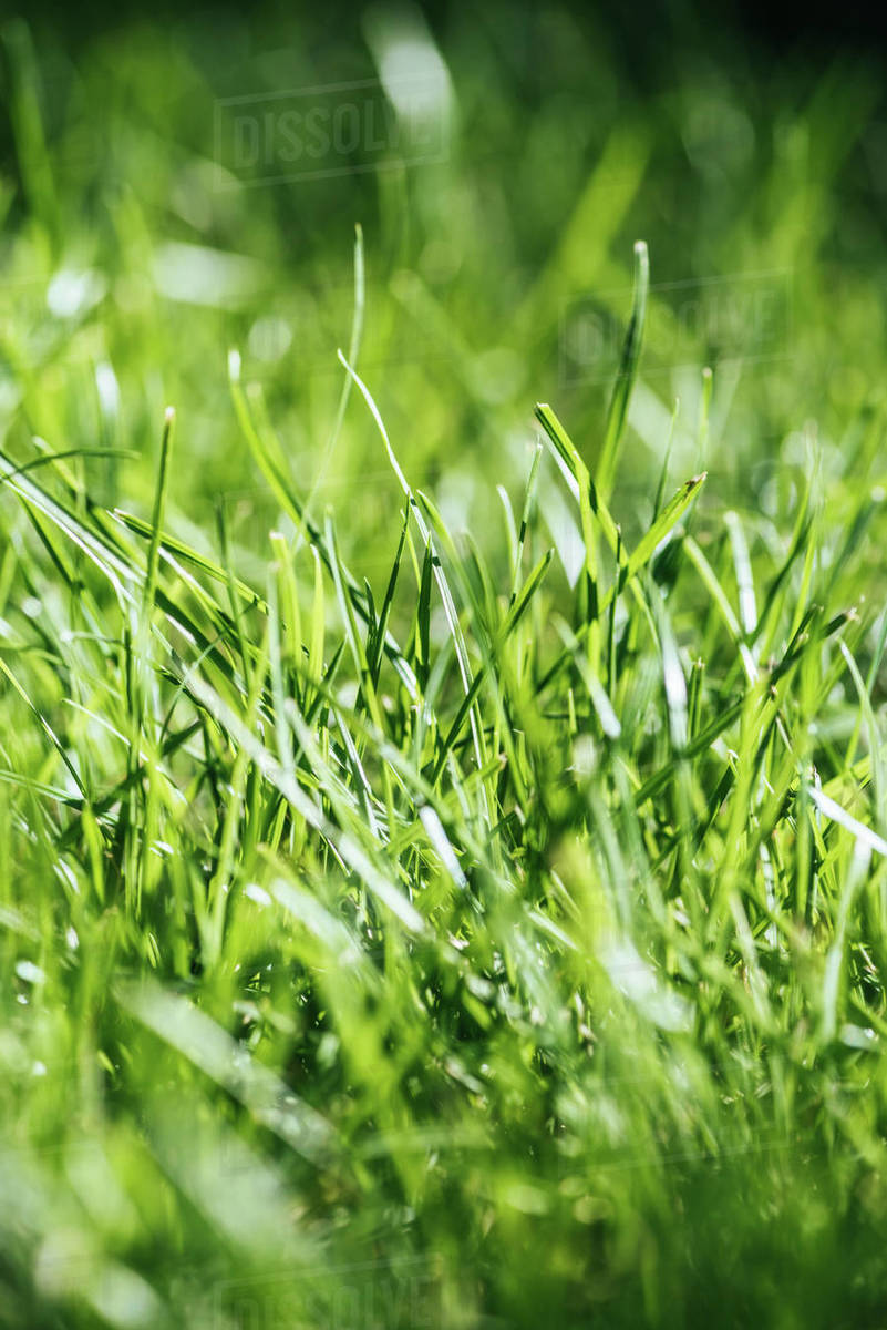 Close-up view of fresh green grass, selective focus - Royalty-free ...