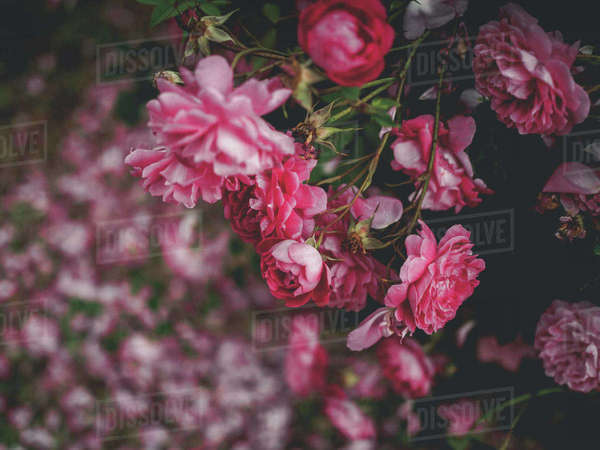 Selective focus of beautiful pink roses in garden in Georgia - Stock ...
