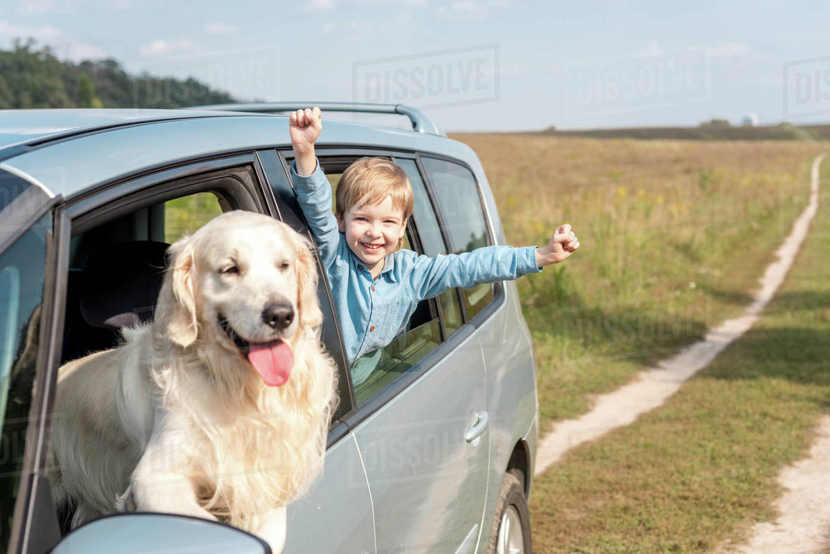 celebrating little kid riding car with his golden retriever dog in ...