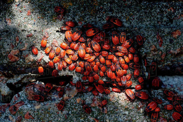 Top view of many red firebugs on concrete surface - Stock Photo - Dissolve