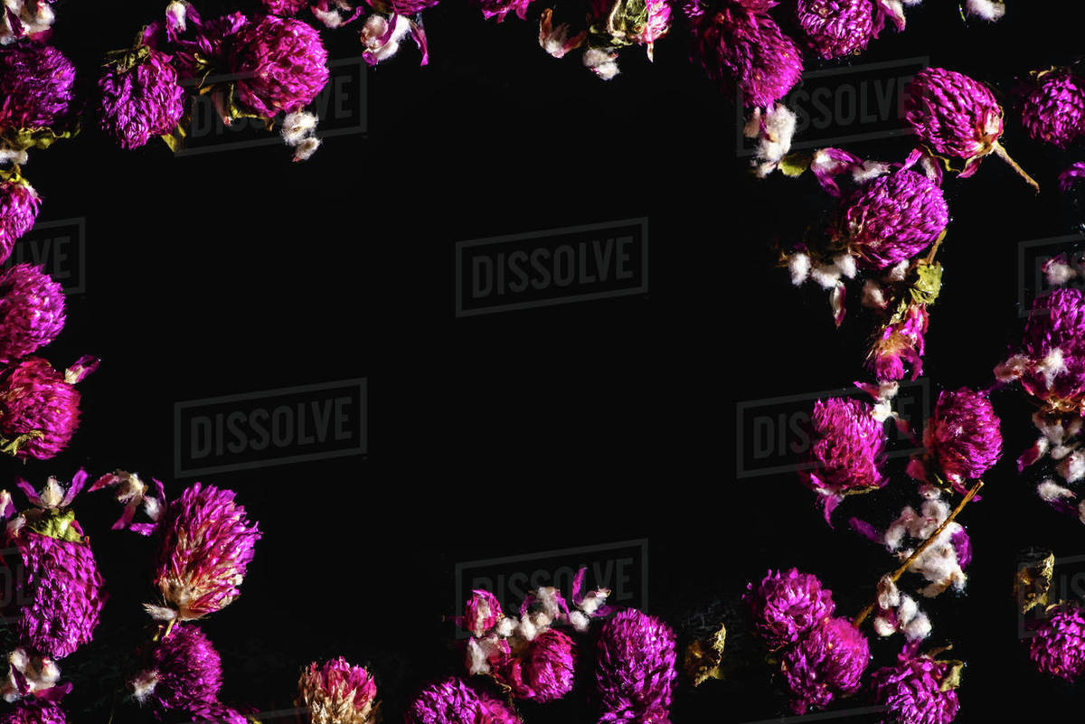 Top view of beautiful pink clover flowers isolated on black background ...