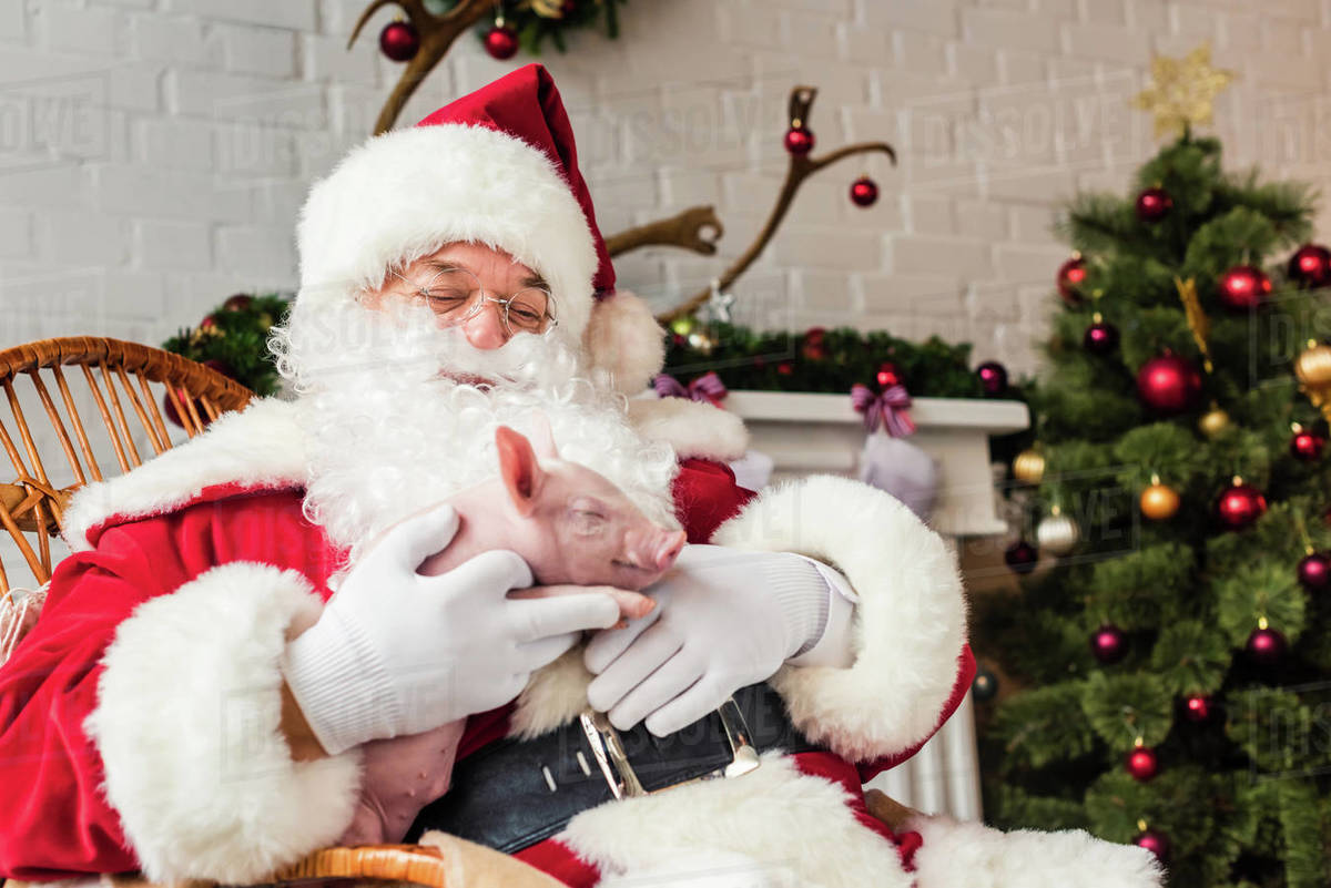 Happy Santa holding pig and sitting in rocking chair - Royalty-free ...