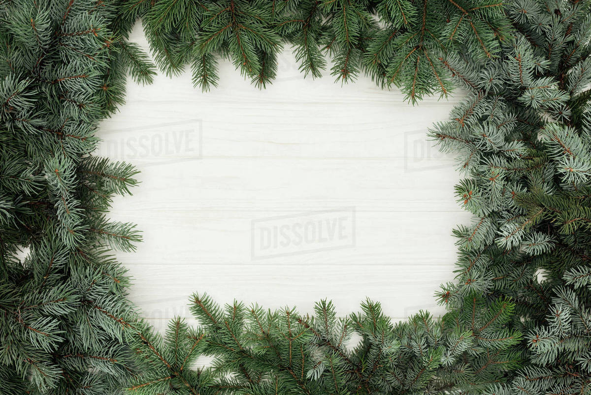 Top view of beautiful evergreen fir twigs on white wooden background ...