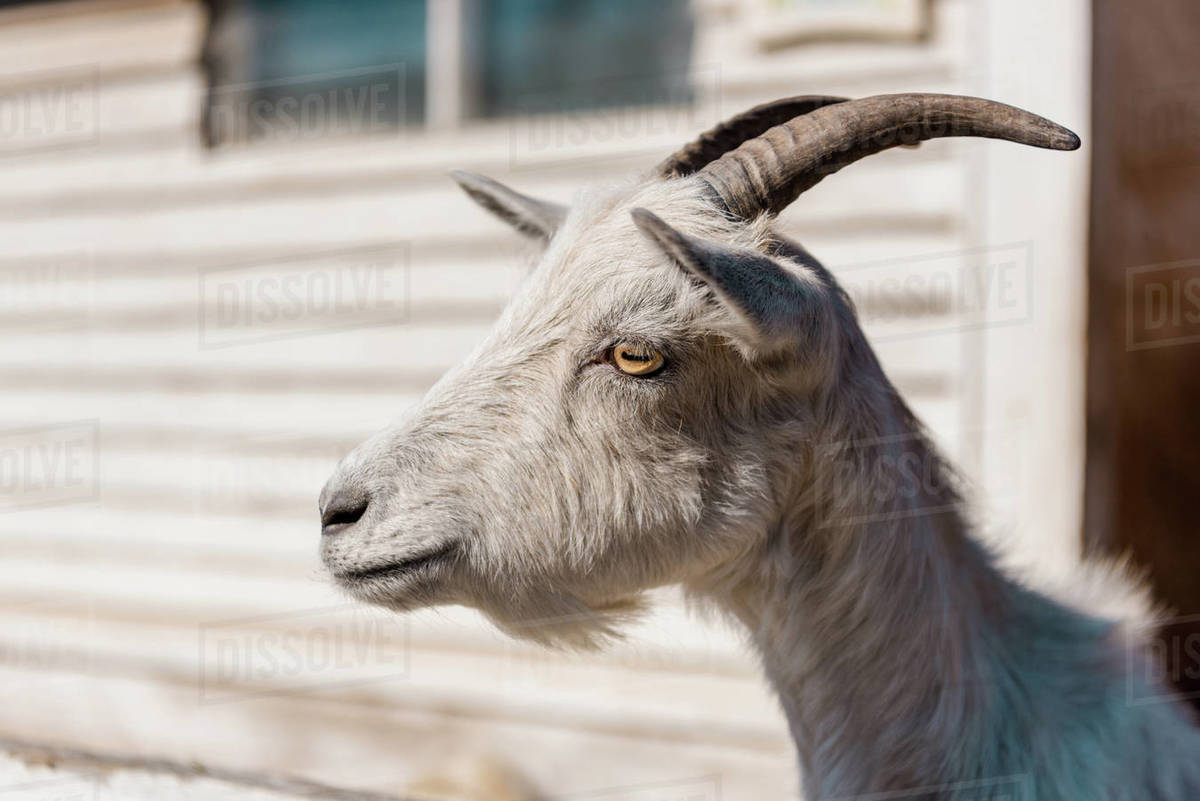 Close up portrait of beautiful goat grazing at farm - Royalty-free ...