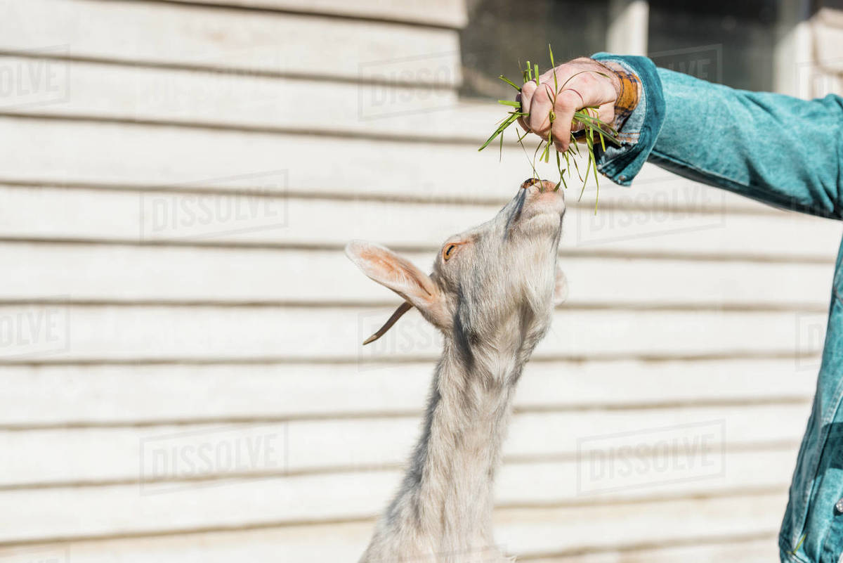 Cropped image of male farmer feeding goat by grass near wooden fence at ...
