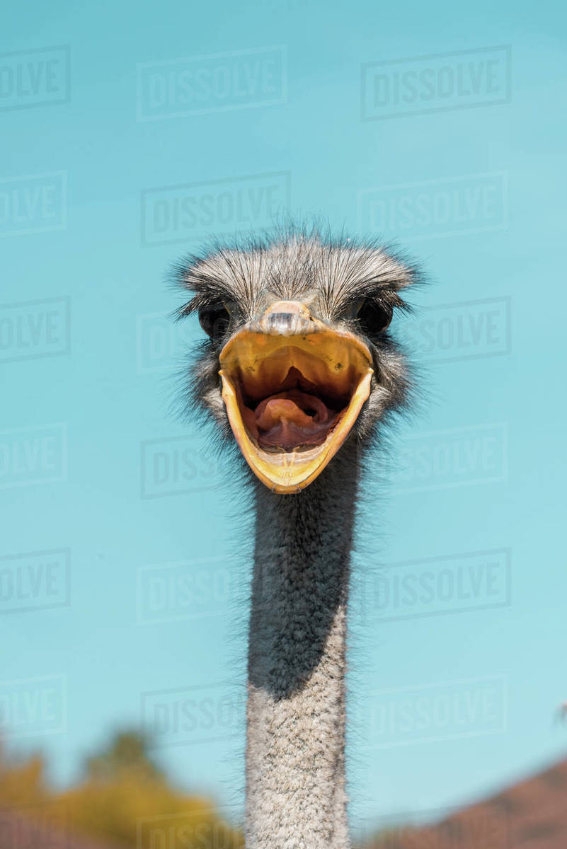Selective focus of beautiful ostrich with open beak against blue sky ...