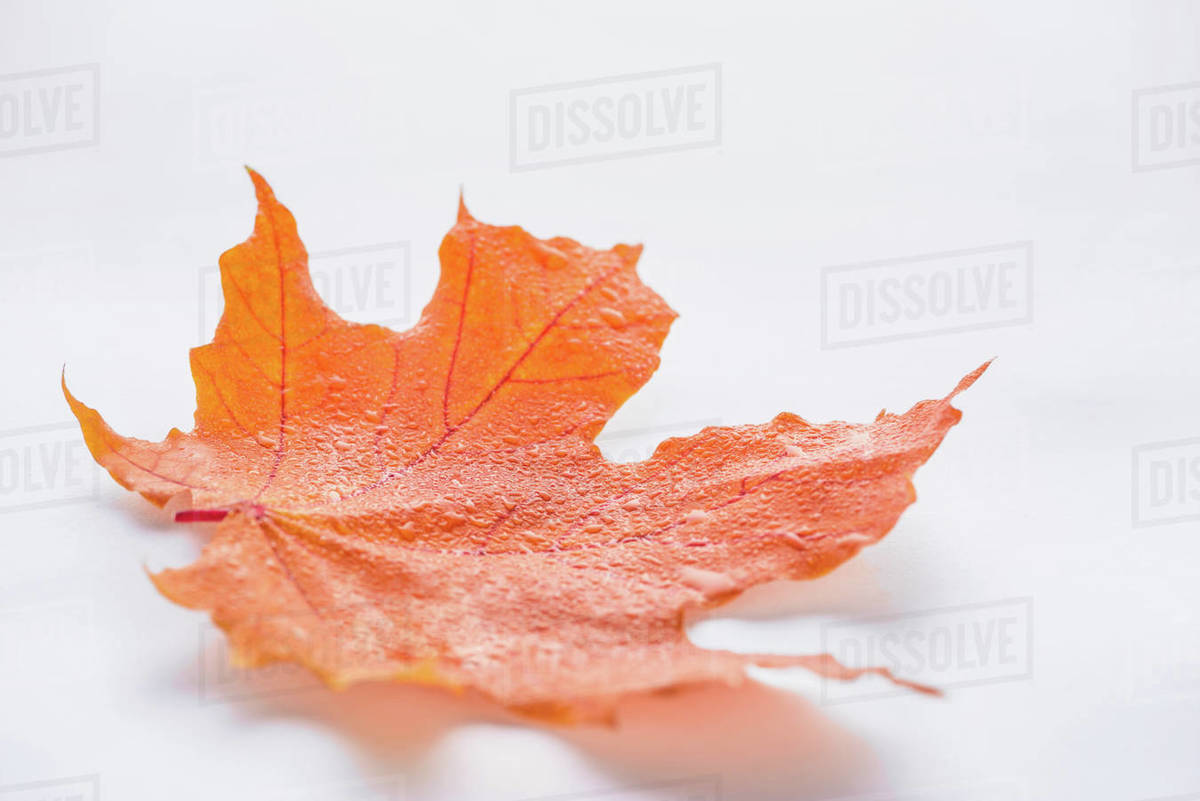 Selective focus of one orange maple leaf with water drops on white ...
