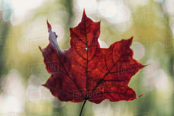 Selective focus of red leaf on blurred background - Stock Photo - Dissolve