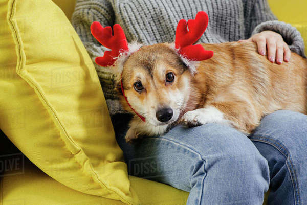 Cropped view of woman holding adorable Pembroke welsh corgi in deer ...