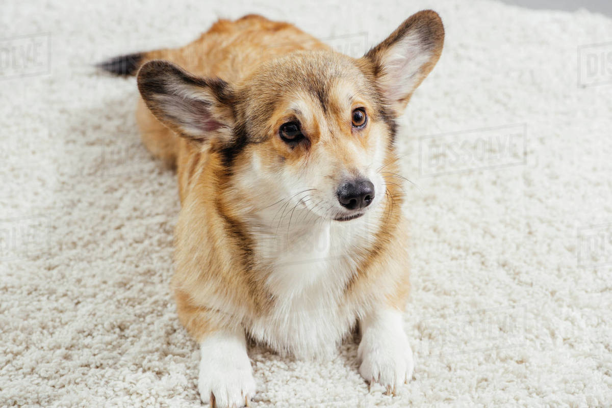 Cute Pembroke welsh corgi dog lying on fluffy rug - Stock Photo - Dissolve