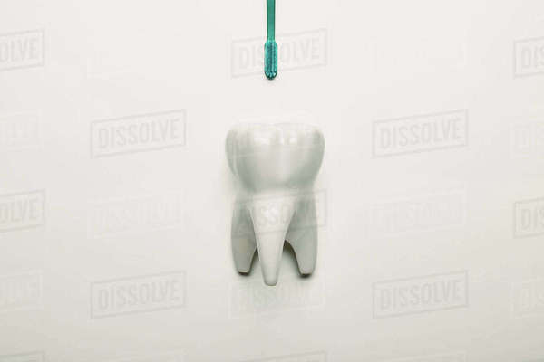Top view of tooth model and toothbrush on white backdrop - Royalty-free ...