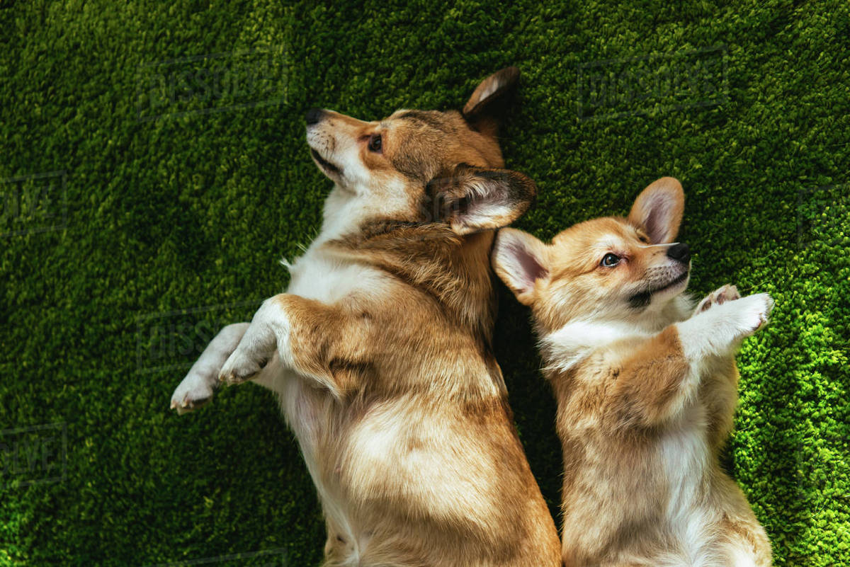 Elevated view of two adorable welsh corgi dogs laying on green lawn ...