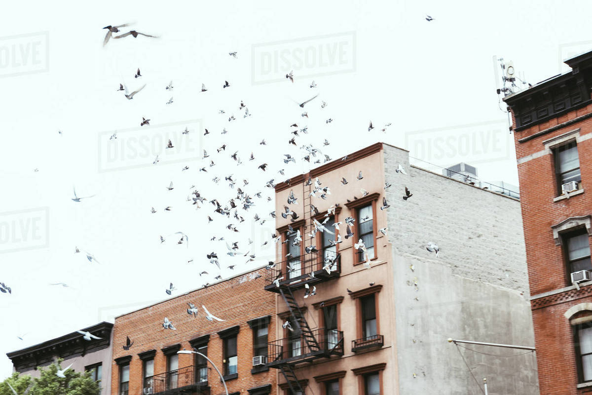 Urban scene with birds flying over buildings in new York, USA - Royalty ...