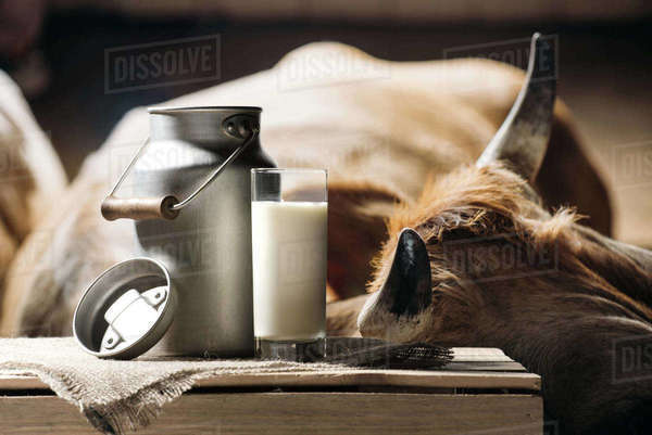 Close-up view of fresh milk in glass and can on sackcloth and brown cow ...