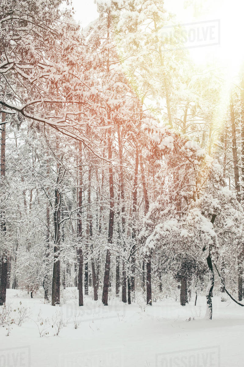 Scenic view of beautiful snowy winter forest with sunlight - Royalty ...