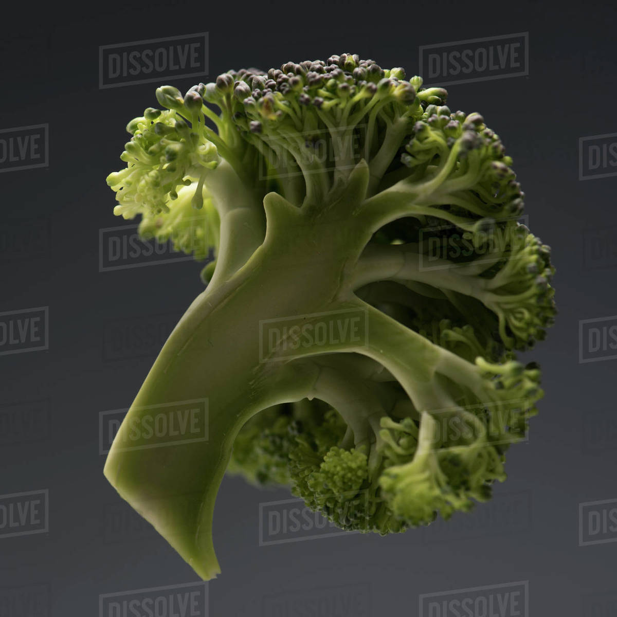 half of healthy ripe broccoli branch isolated on grey - Royalty-free ...