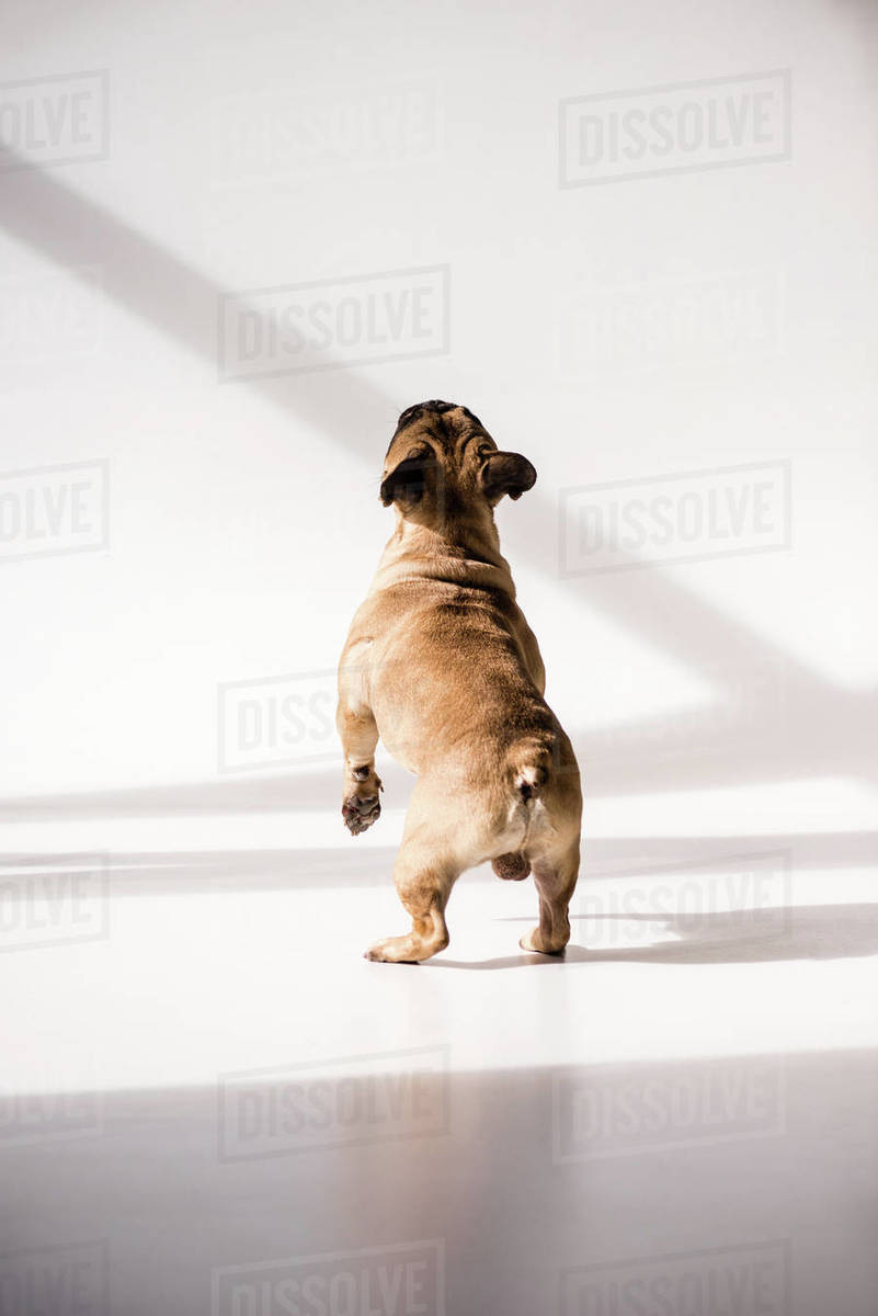 Back view of cute purebred French bulldog looking up on grey - Royalty ...