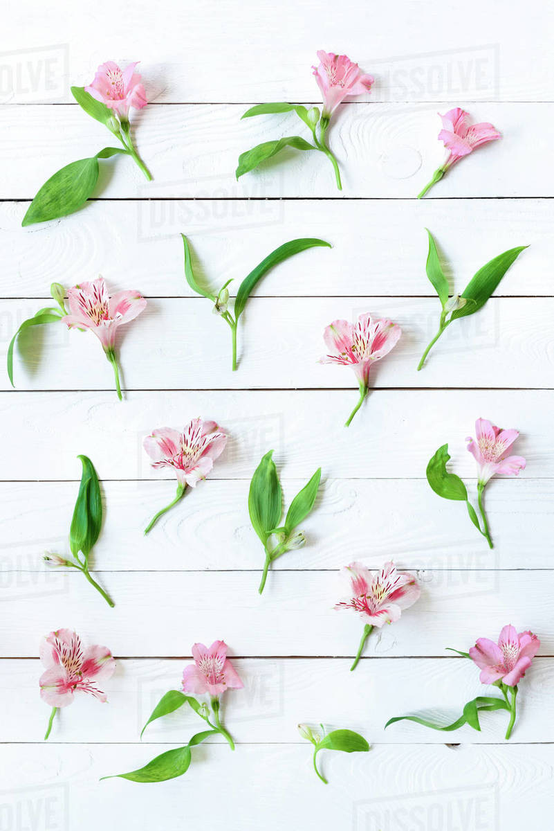 Top view of beautiful pink orchids with green leaves on wooden table ...