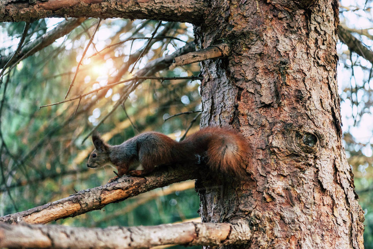 beautiful squirrel sitting on tree in forest at sunrise - Stock Photo ...