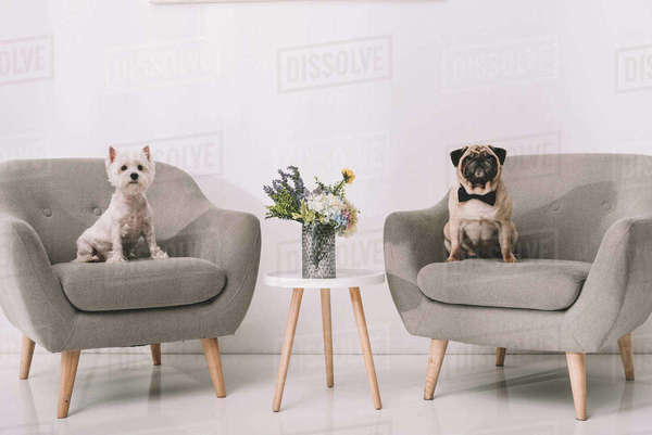 Two adorable funny dogs sitting on armchairs - Stock Photo - Dissolve