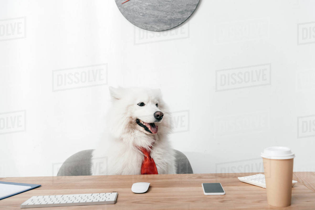 Cute furry samoyed dog in necktie looking away while sitting at ...