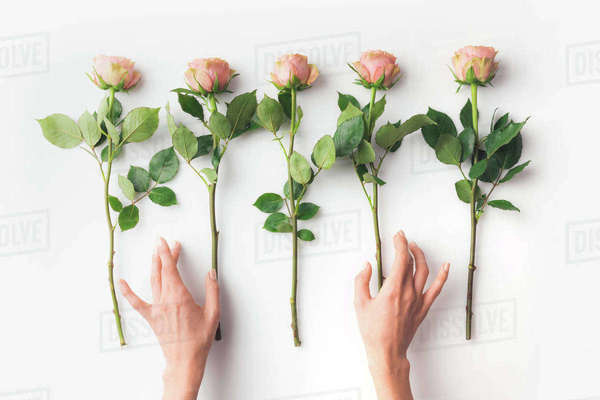 hands with pink roses isolated on white - Royalty-free Stock Photo ...