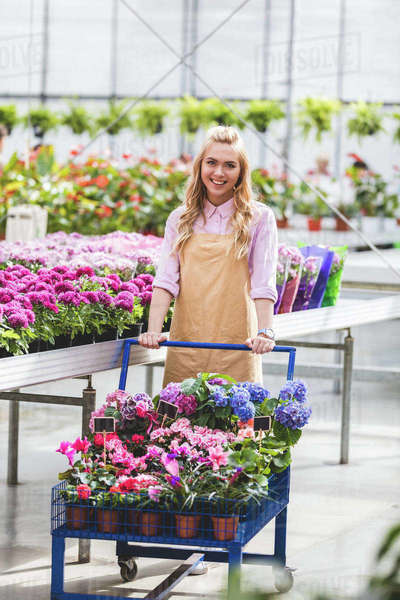 Blonde woman pushing cart with flowers in greenhouse - Stock Photo ...