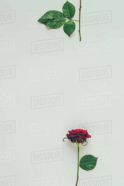 Top view of red rose parts isolated on white - Royalty-free Stock Photo ...