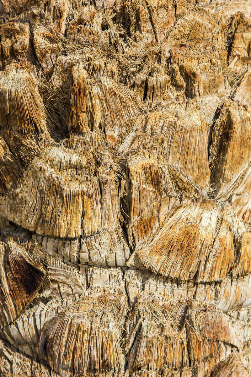 Close-up view of brown palm tree stem texture - Royalty-free Stock ...
