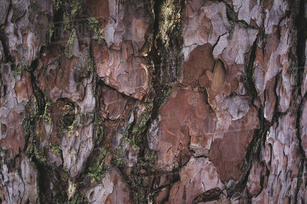 Cracked rough brown and purple tree bark background - Royalty-free ...