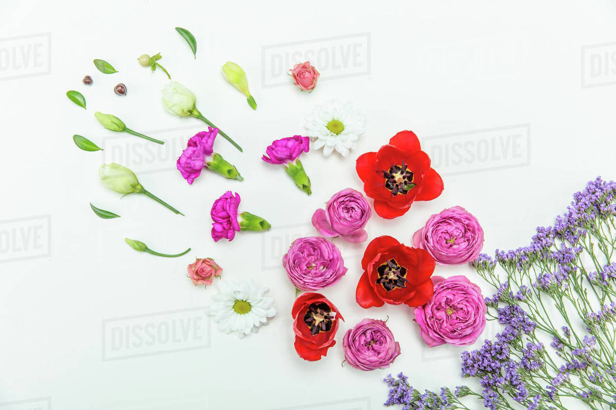 Top view of beautiful various blooming flowers isolated on white ...