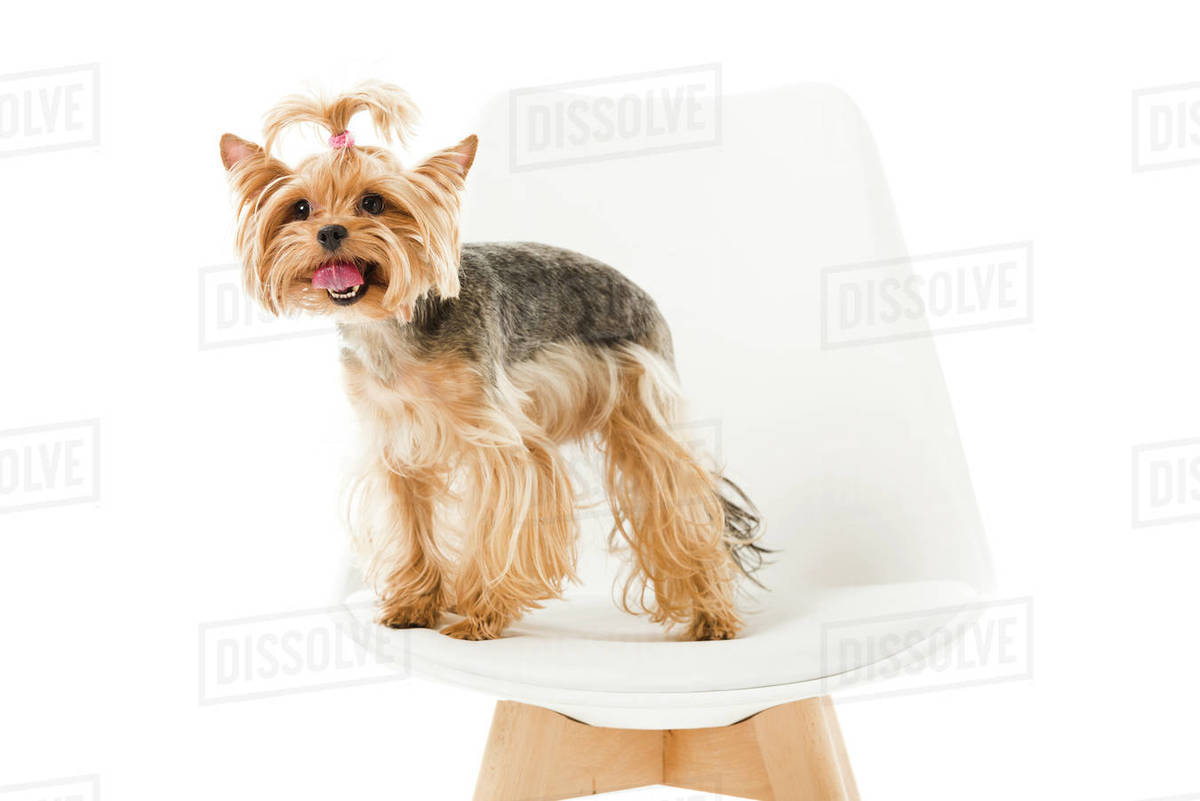 Cute yorkie dog standing on chair isolated on white - Royalty-free ...