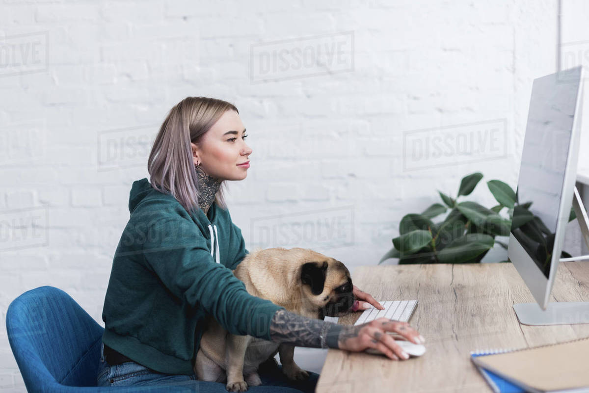 Side view of tattooed girl holding pug and using computer at home ...