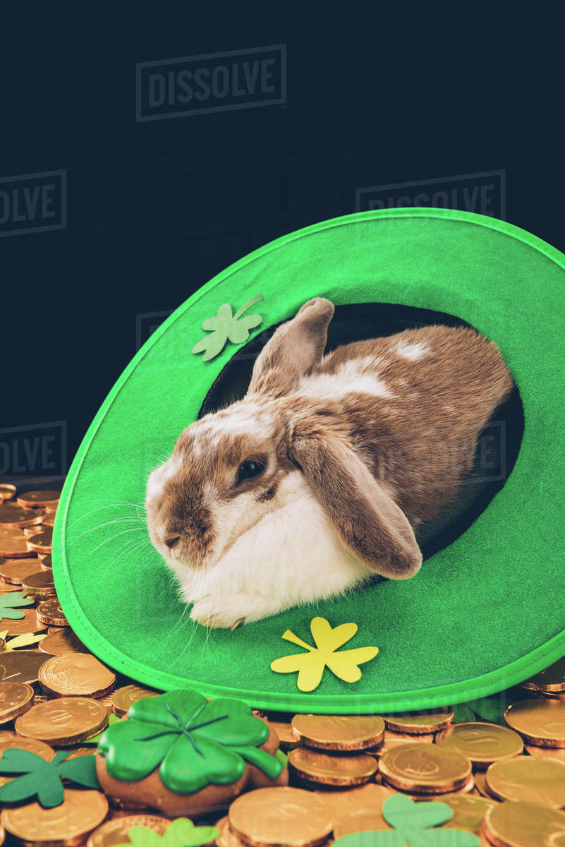 Domestic rabbit lying in green hat on golden coins, st Patrick's day ...