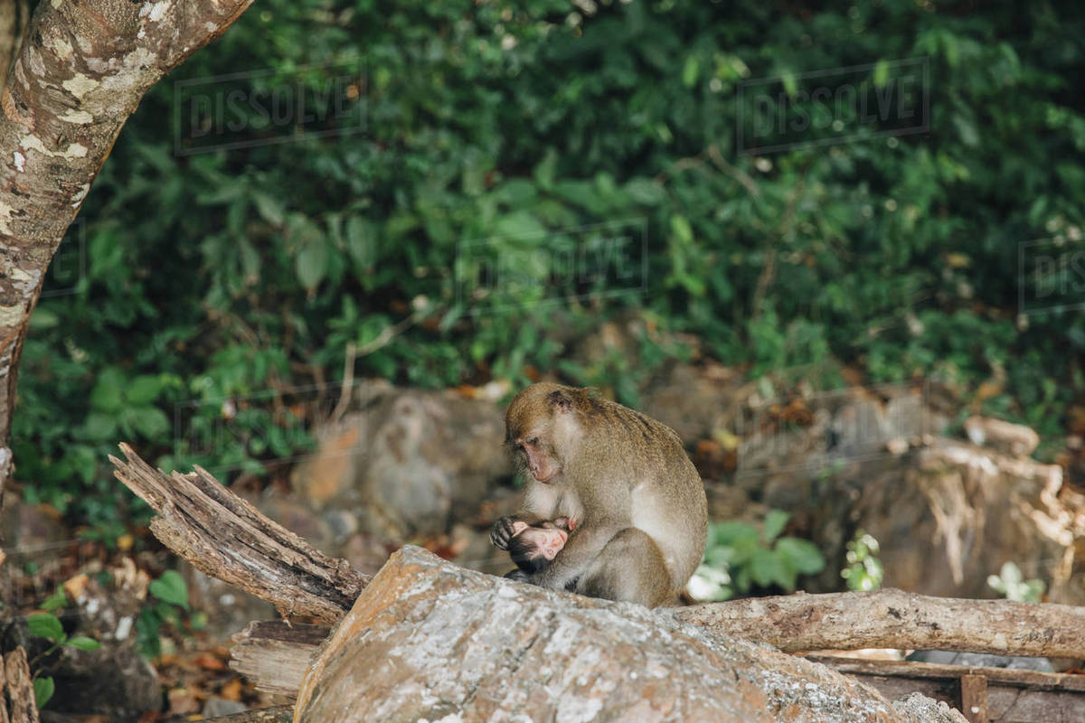 Cute little monkeys at phi-phi island, Thailand - Royalty-free Stock ...