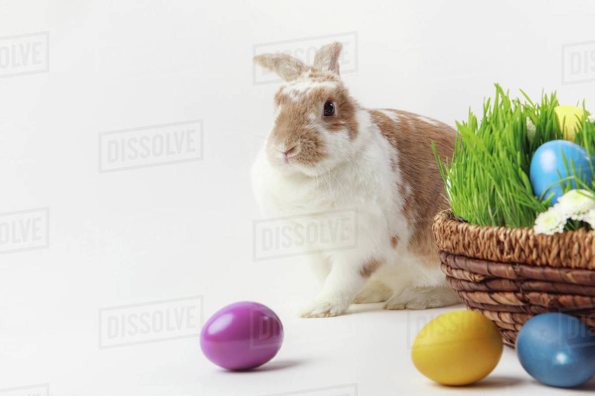Bunny and basket with grass stems and Easter eggs, Easter concept ...