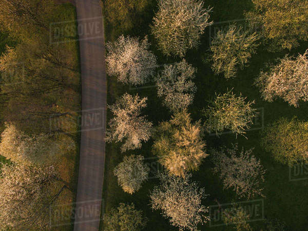 Top view of landscape with green trees and road, Germany - Royalty-free ...