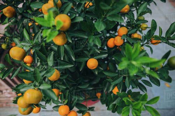 Close-up view of tangerines growing on green tree in Hanoi, Vietnam ...