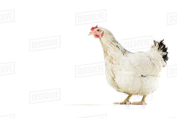 Full length view of beautiful white hen isolated on white - Stock Photo ...
