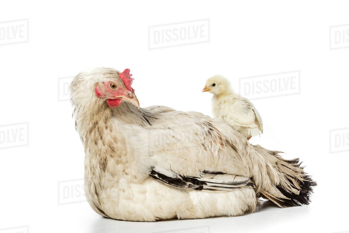 Adorable little chicken standing on hen isolated on white - Royalty ...