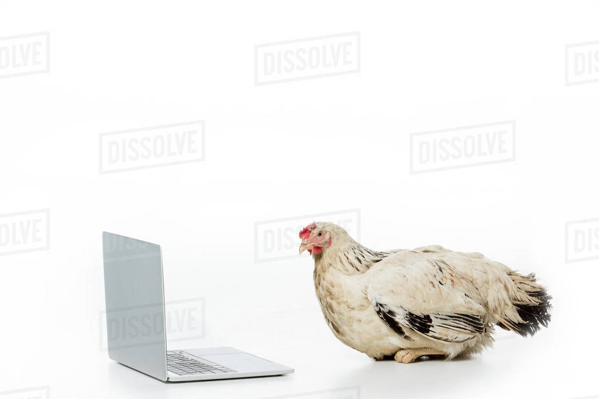 Chicken looking at open laptop isolated on white - Royalty-free Stock ...