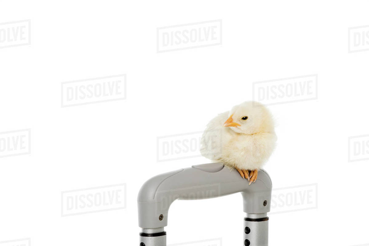 Close-up view of cute little chicken sitting on handle of suitcase ...